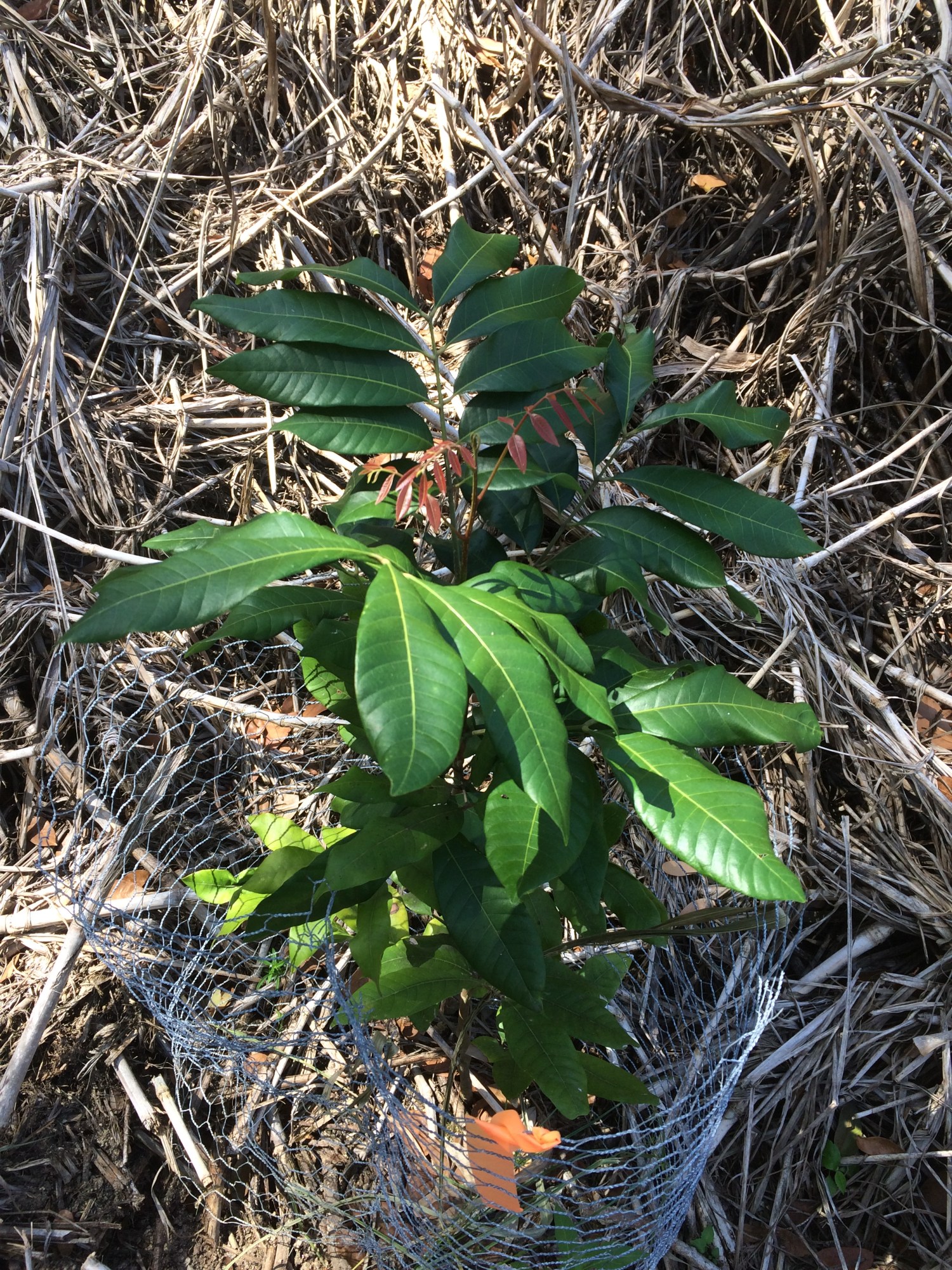 Longan, Langsat and Similar – Kim's Garden