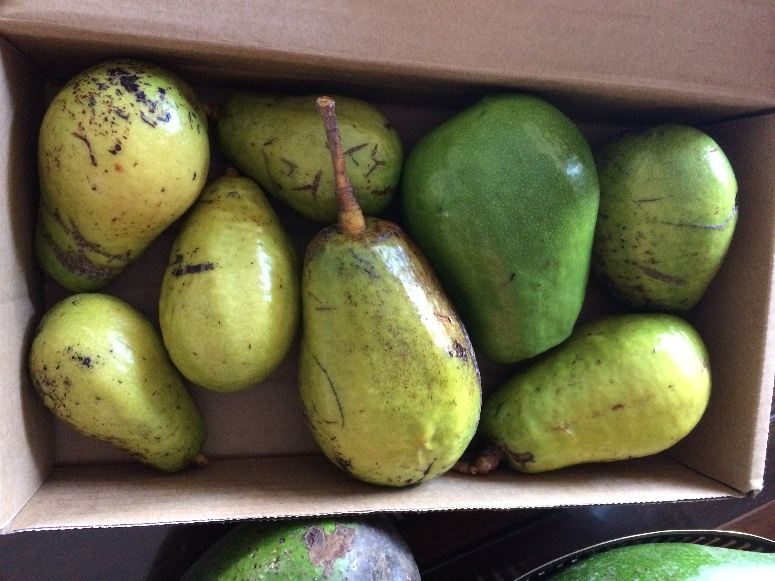 Avocados – Kim's Garden