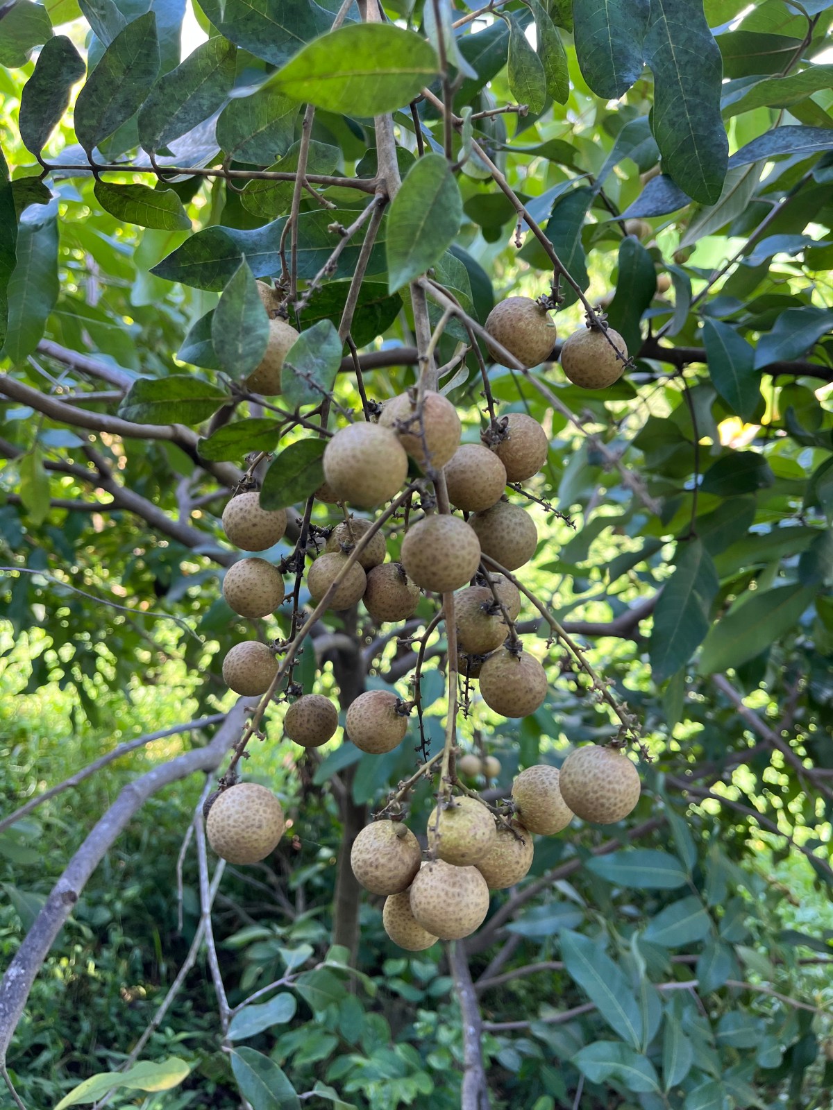 Longan, Langsat and Similar – Kim's Garden
