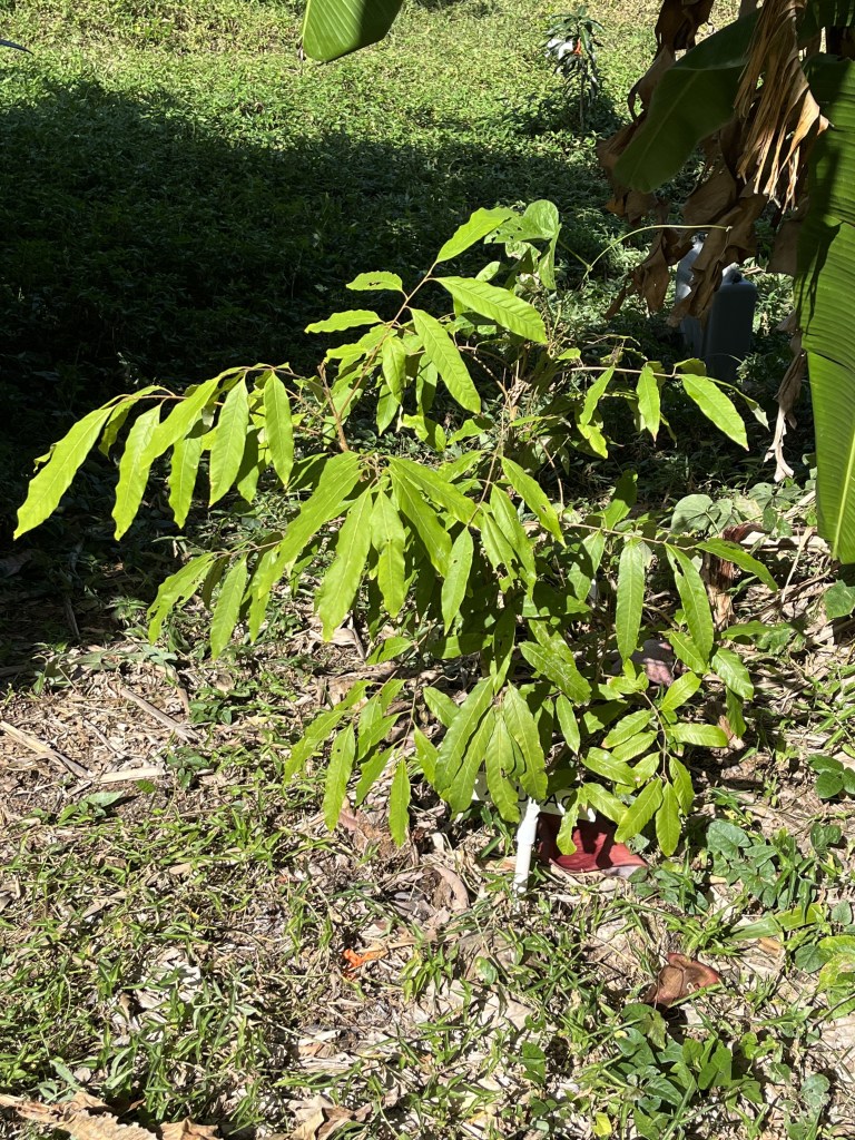 Longan, Langsat and Similar – Kim's Garden
