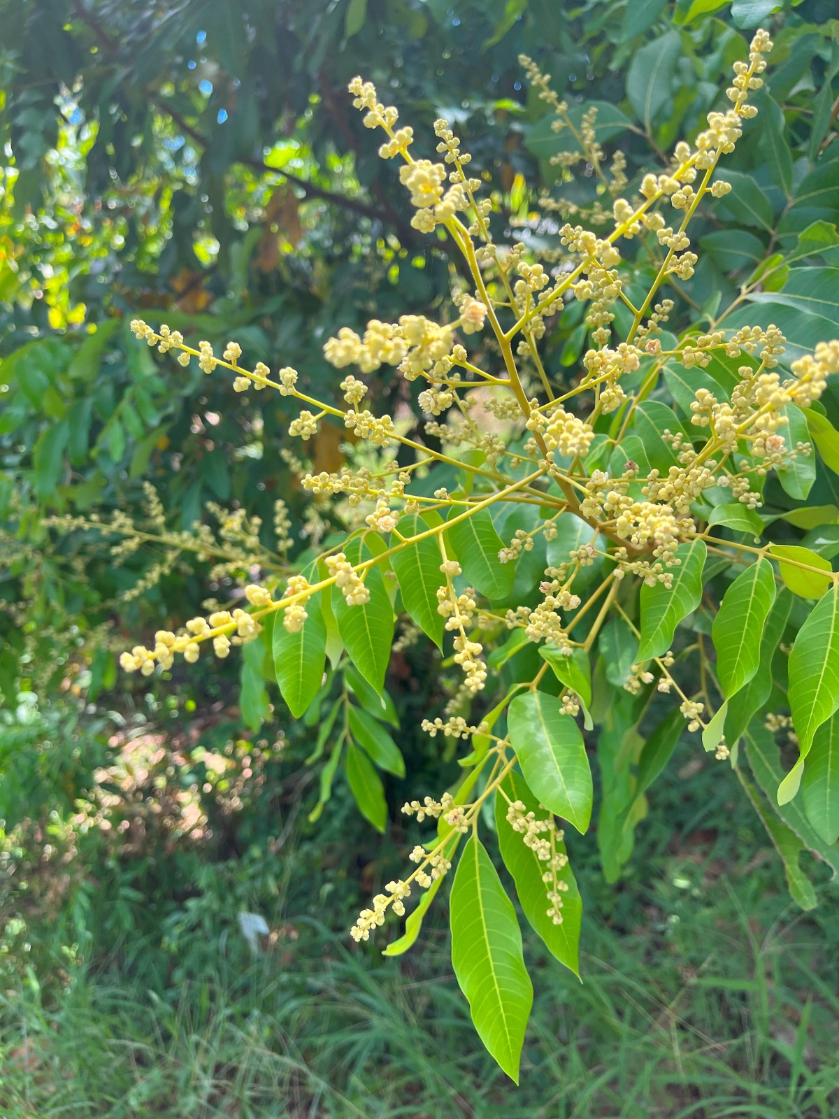 Longan, Langsat and Similar – Kim's Garden