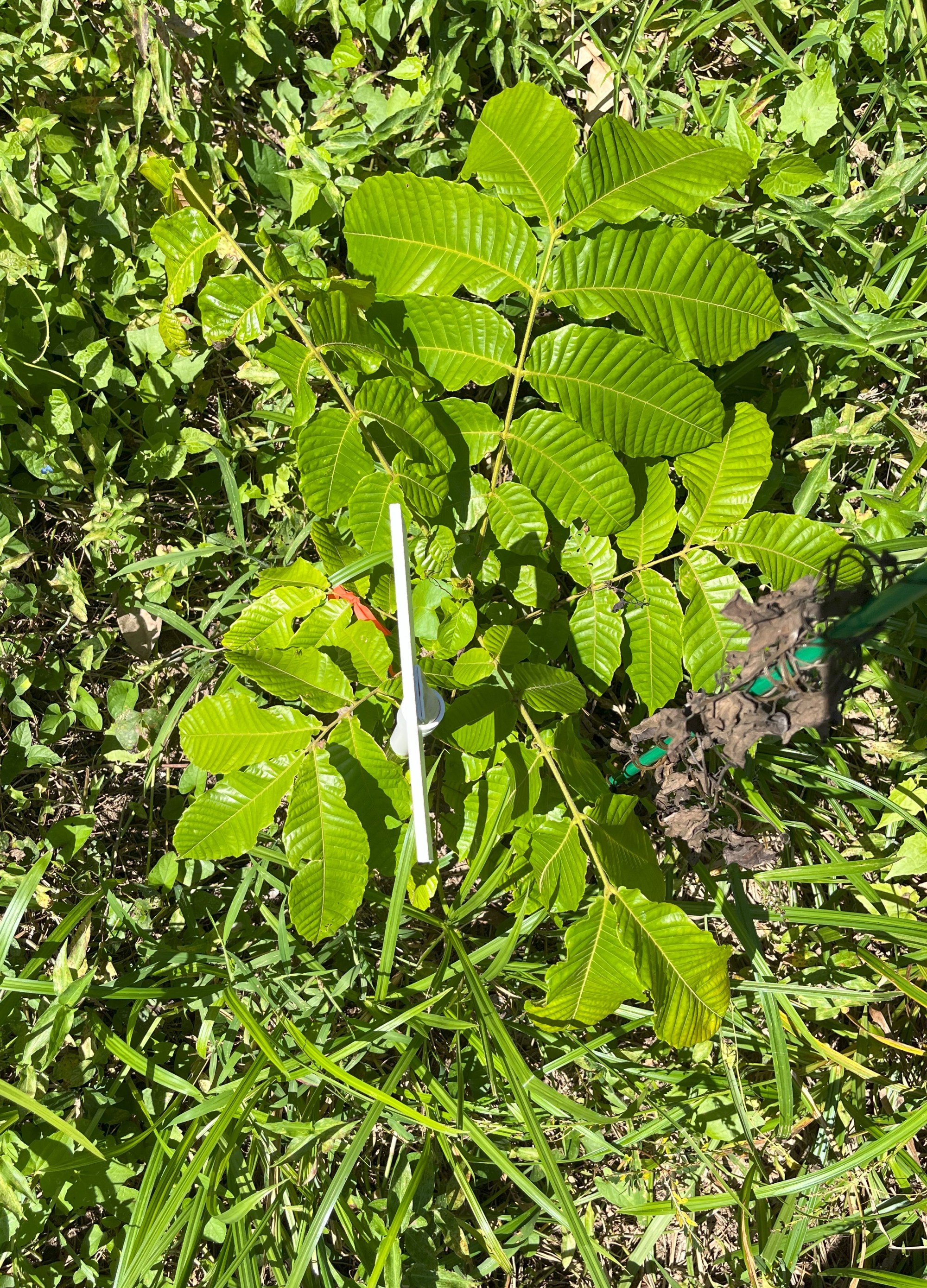 Longan, Langsat and Similar – Kim's Garden